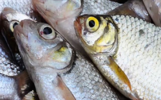 Bengal Fish Fest 2019 begins today - Jiyo Bangla
